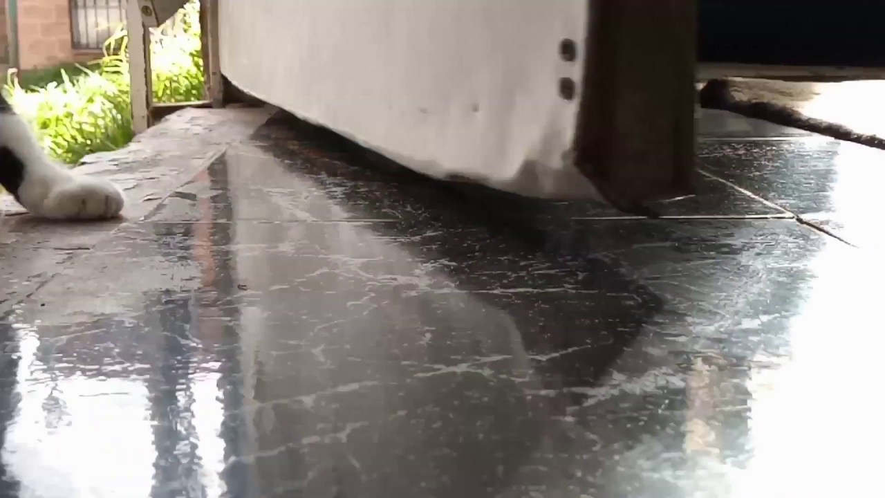GATO LADRON DEL BARRIO, Gatos ladrones Robando, el robó más tierno ...