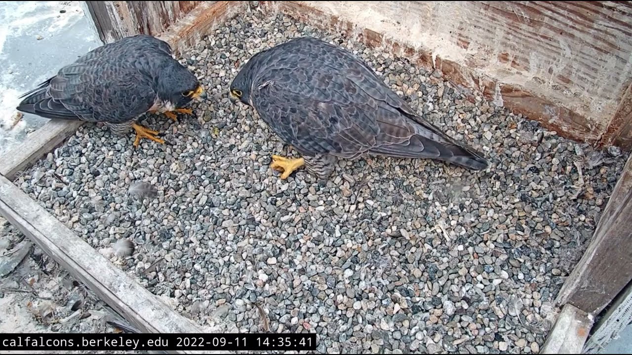 Cal Falcons: Annie & Alden afternoon amore 💗 2022 Sep 11 - YouTube