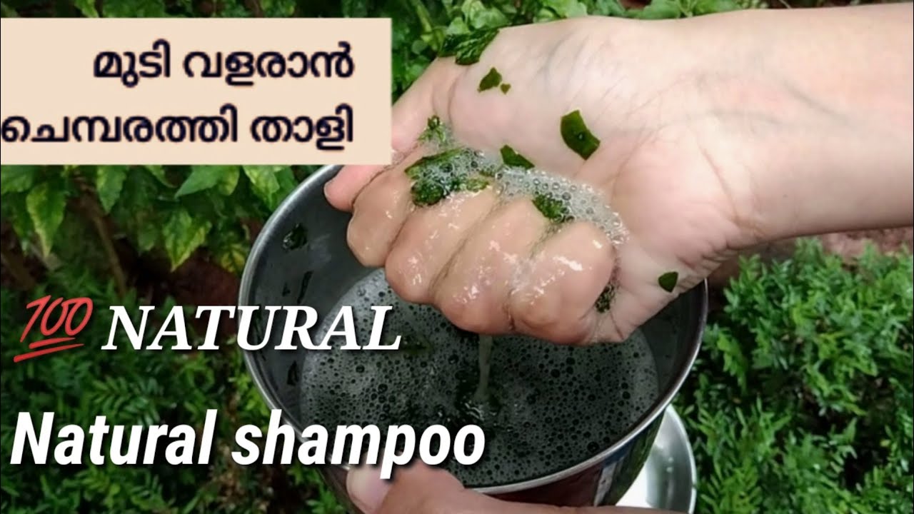 Chembarathi thali for faster hair growth/Natural shampoo preparation/💯 ...
