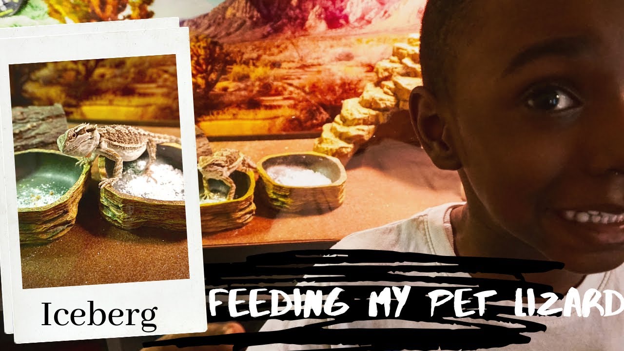 Feeding my pet lizard “ice berg” - YouTube