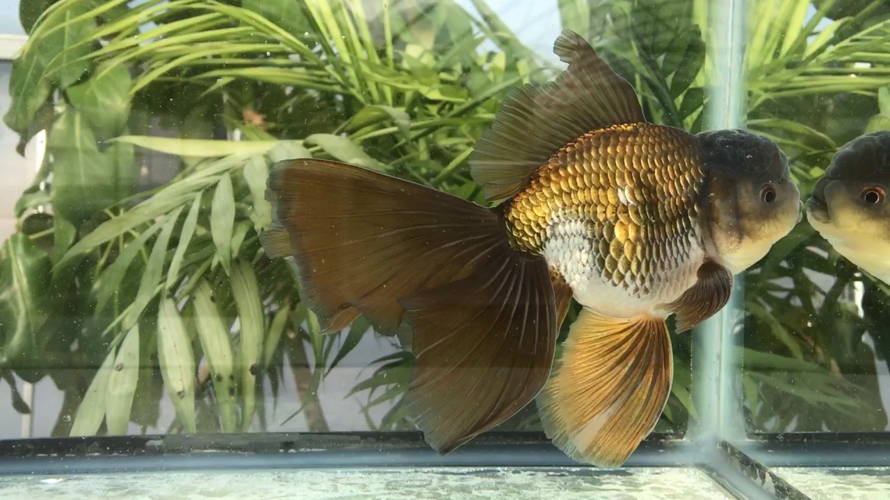 388 Tri color oranda www.zhaosfancie.com - YouTube