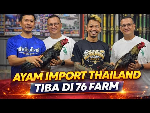 Kedatangan Ayam Thailand Berkualitas di 76 Farm 🔥#ayam #edukasi 