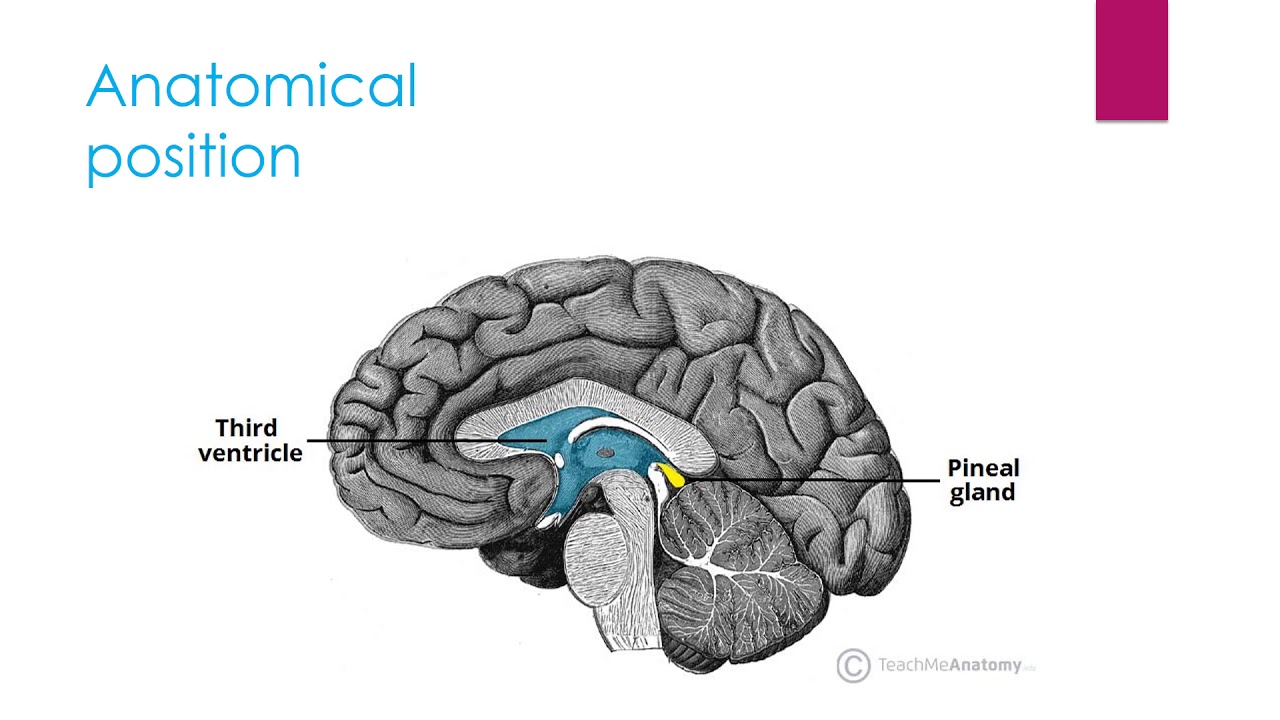 Third Eye of the body| Function of pineal gland - YouTube