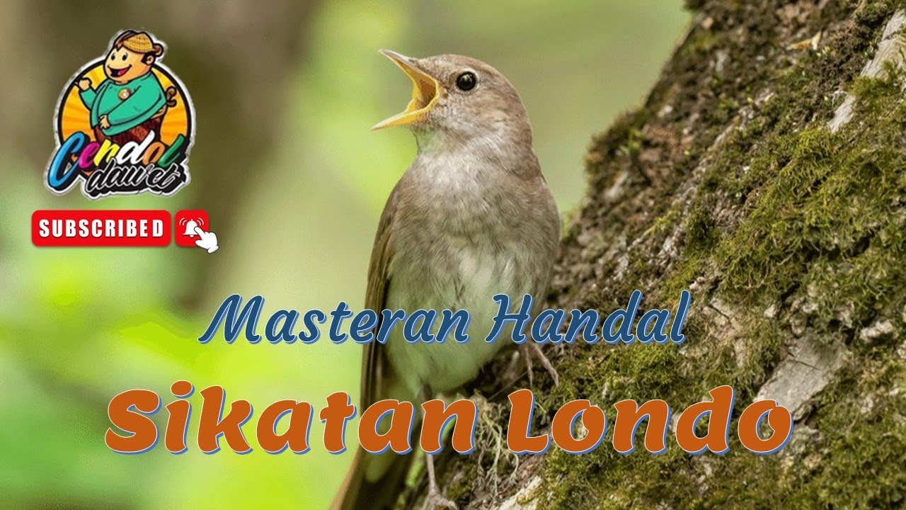 Sikatan Londo Masteran Sultan paling dicari untuk terapi rajin bunyi ...