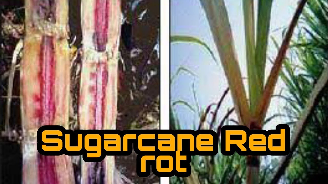 Sugar Cane Red Rot Disease Symptoms , Pathogen , Management explained ...