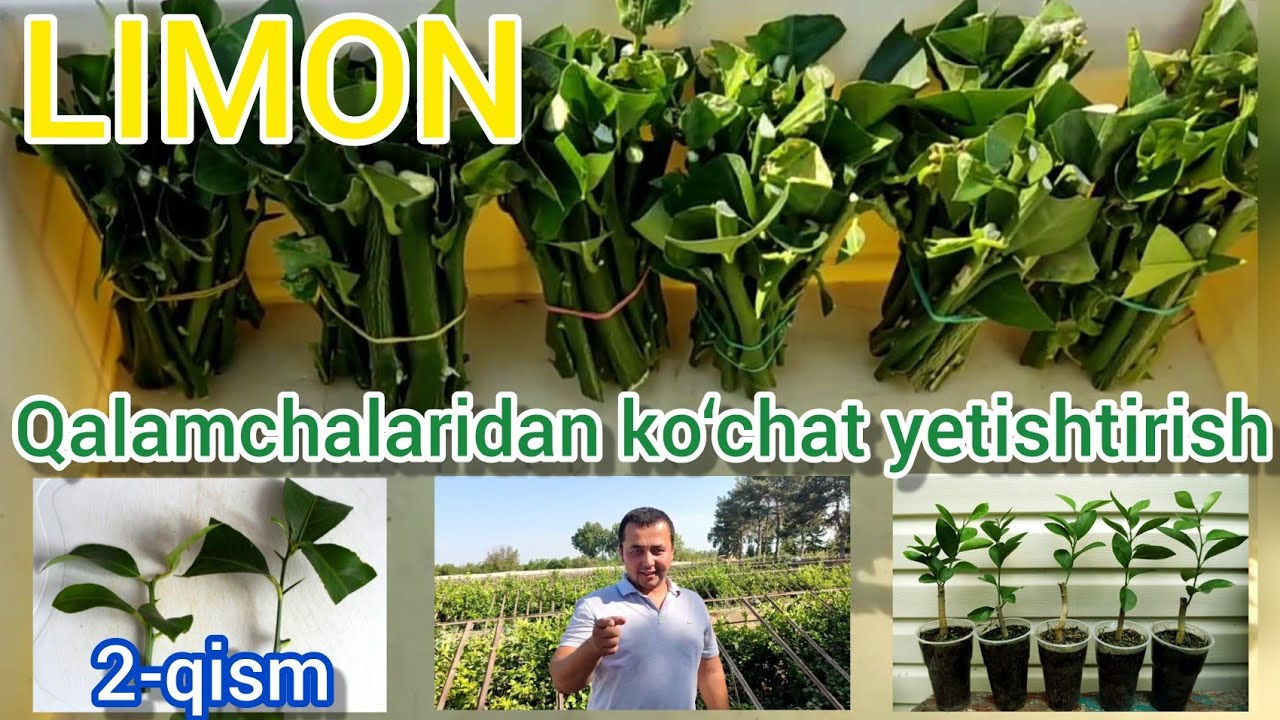 Limon qalamchalaridan ko‘chat yetishtirish. Qisqa metrajli film. 2-qism ...