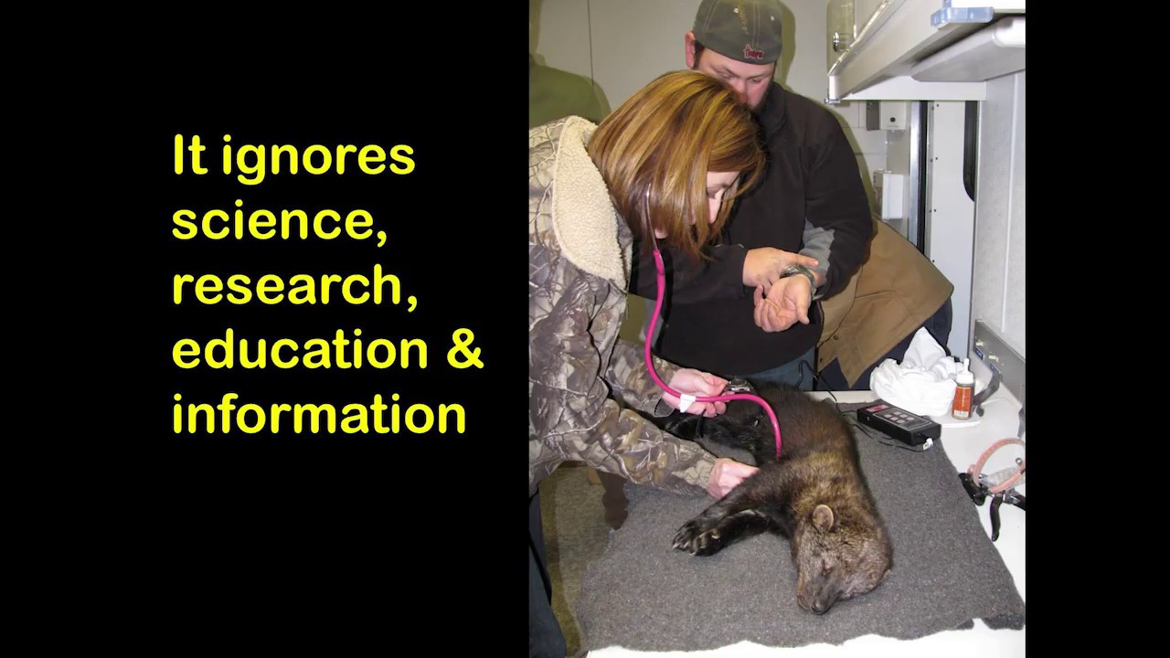 Reintroducing a Native Predator: Multiple Objectives and Good Science ...