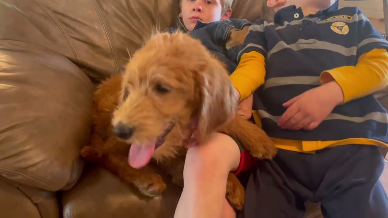 Check out Jack! Labradoodle - YouTube