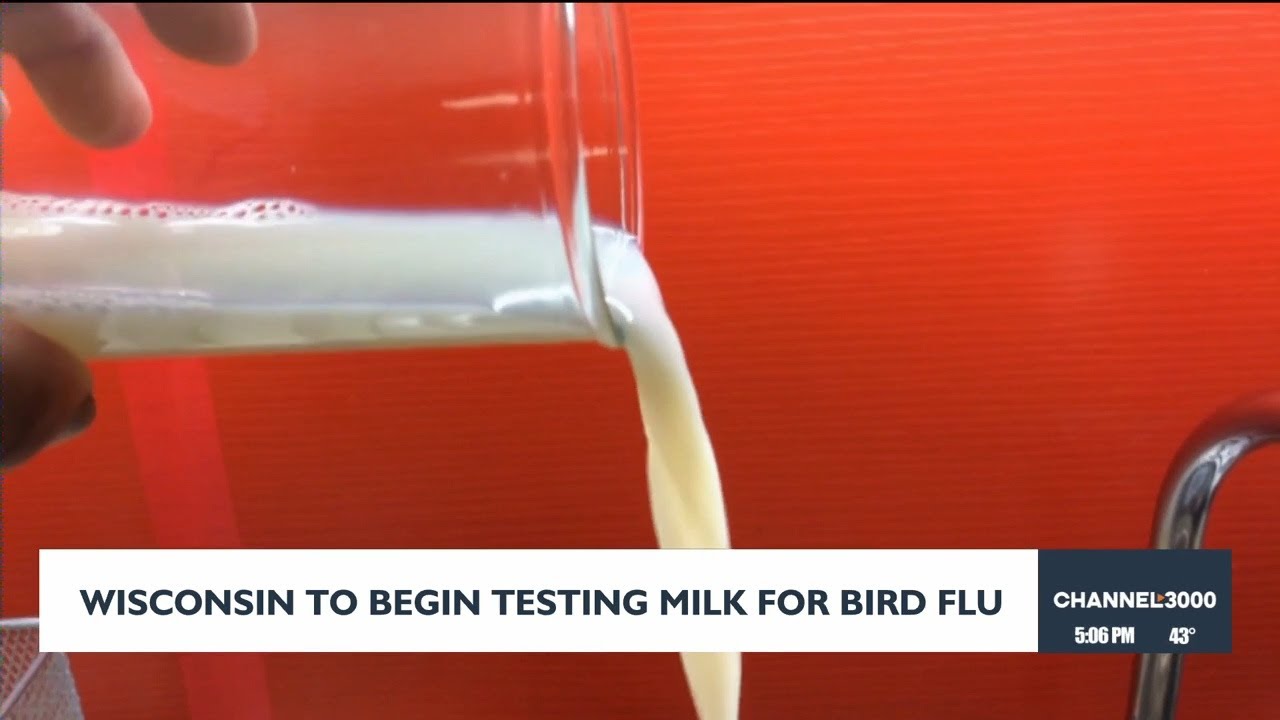 Dairy state among final to test milk for avian flu with USDA - YouTube