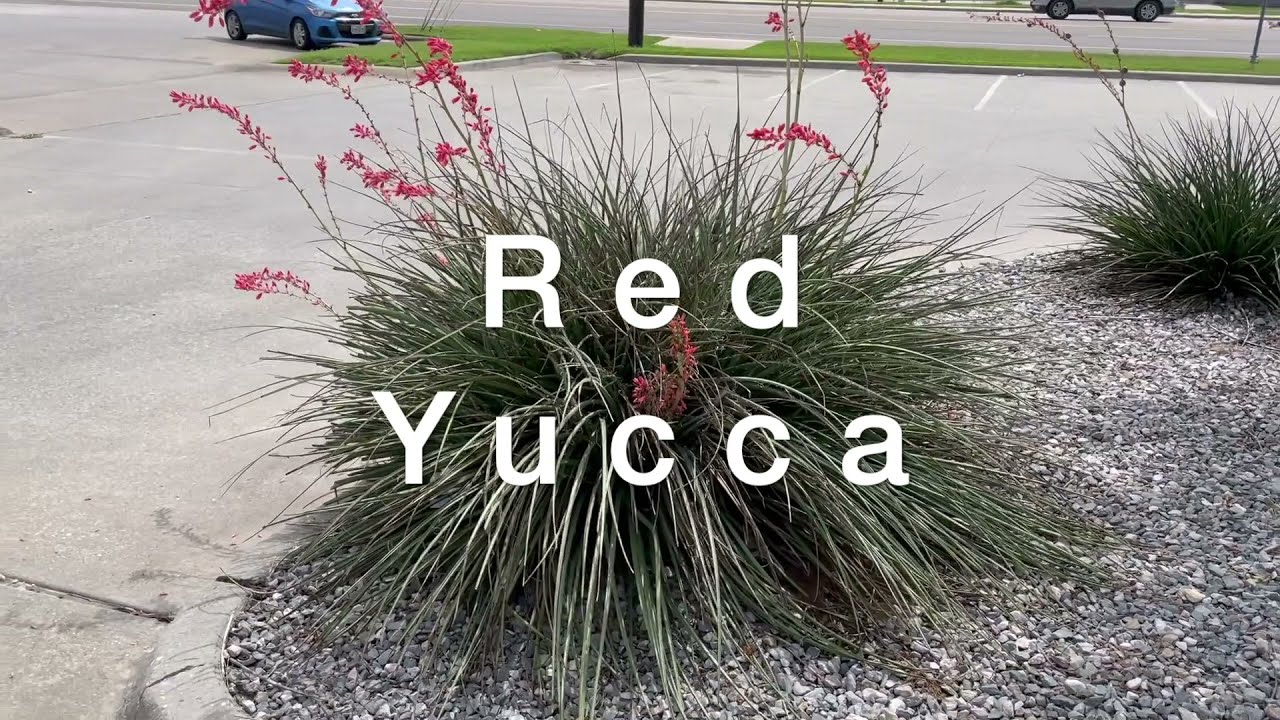 Red Yucca Secrets: How to Grow Hesperaloe in Your US Garden