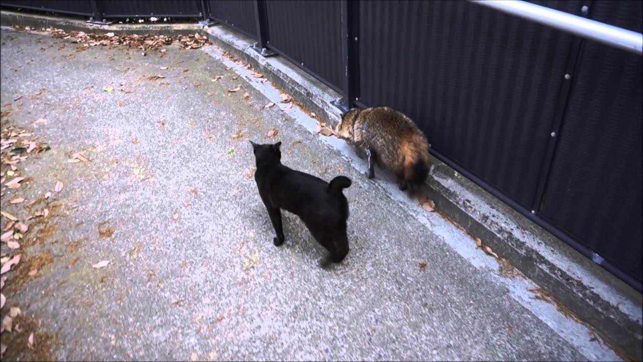 タヌキにヘッドロックする猫The cat which does headlock to a raccoon dog - YouTube