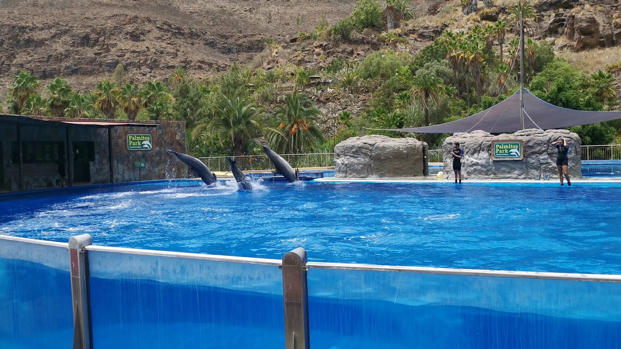 Palmitos Park Dolphins show - YouTube