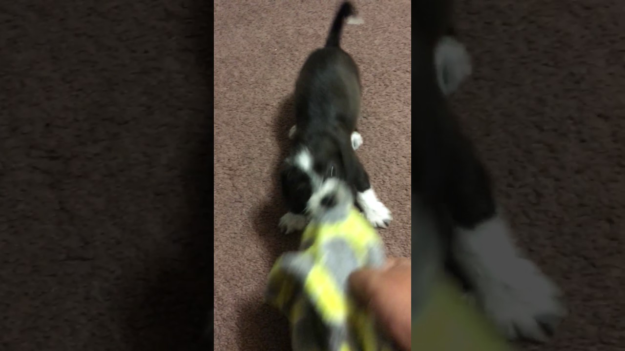 Has coco gone savage!(click bait...I think) - YouTube