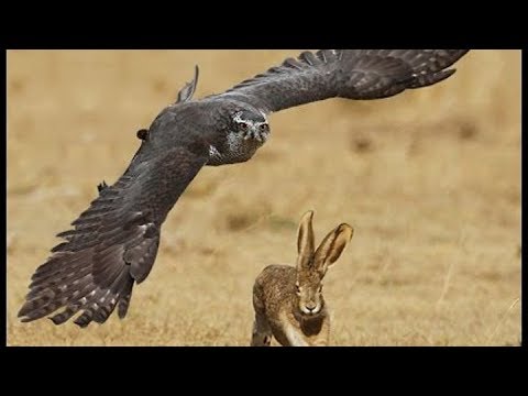 Golden Eagle vs Rabbit Epic Hunting Attack. Best eagle attacks - YouTube