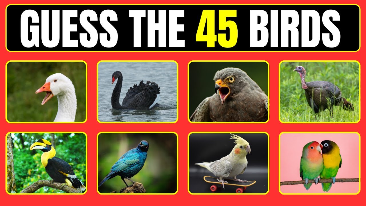 Can You Guess the 45 Birds ?🐔🐦 | Bird Quiz | Easy, Medium Hard Levels ...