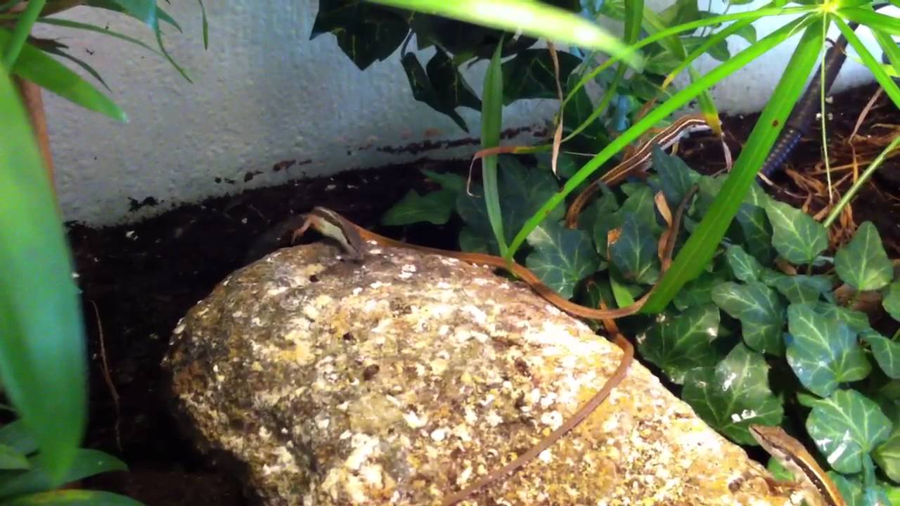 Langstaarthagedis - YouTube