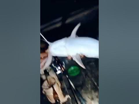 mancing ikan baung umpan kucur RR - YouTube