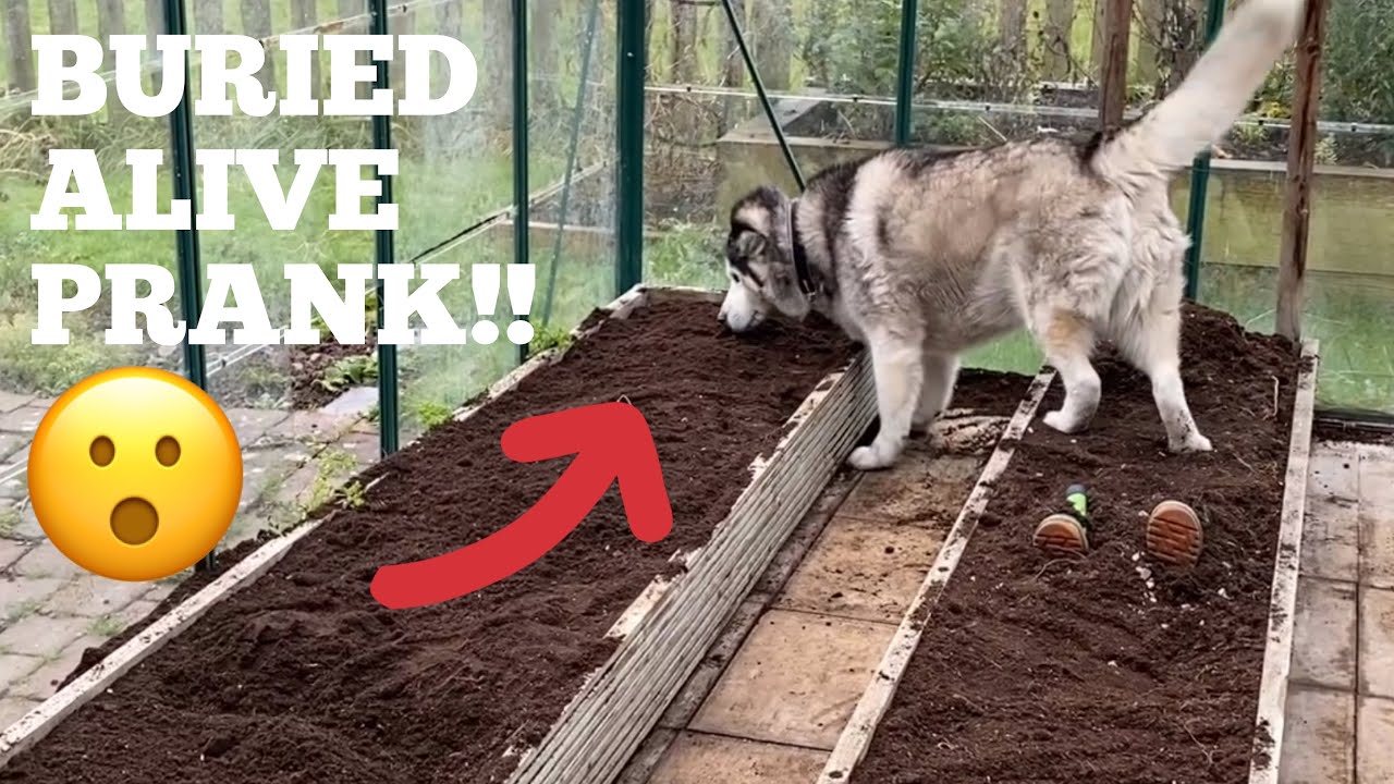 BURIED ALIVE PRANK ON MY HUSKIES! [FEMALE v MALE v PUPPY!] - YouTube