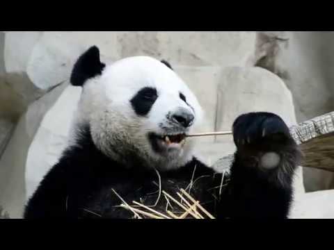 Hayvanlar Alemi-3 (Cool Animals)