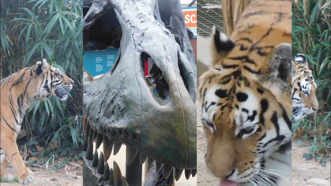 Smithsonian national zoo trip the great cats exhibit - YouTube