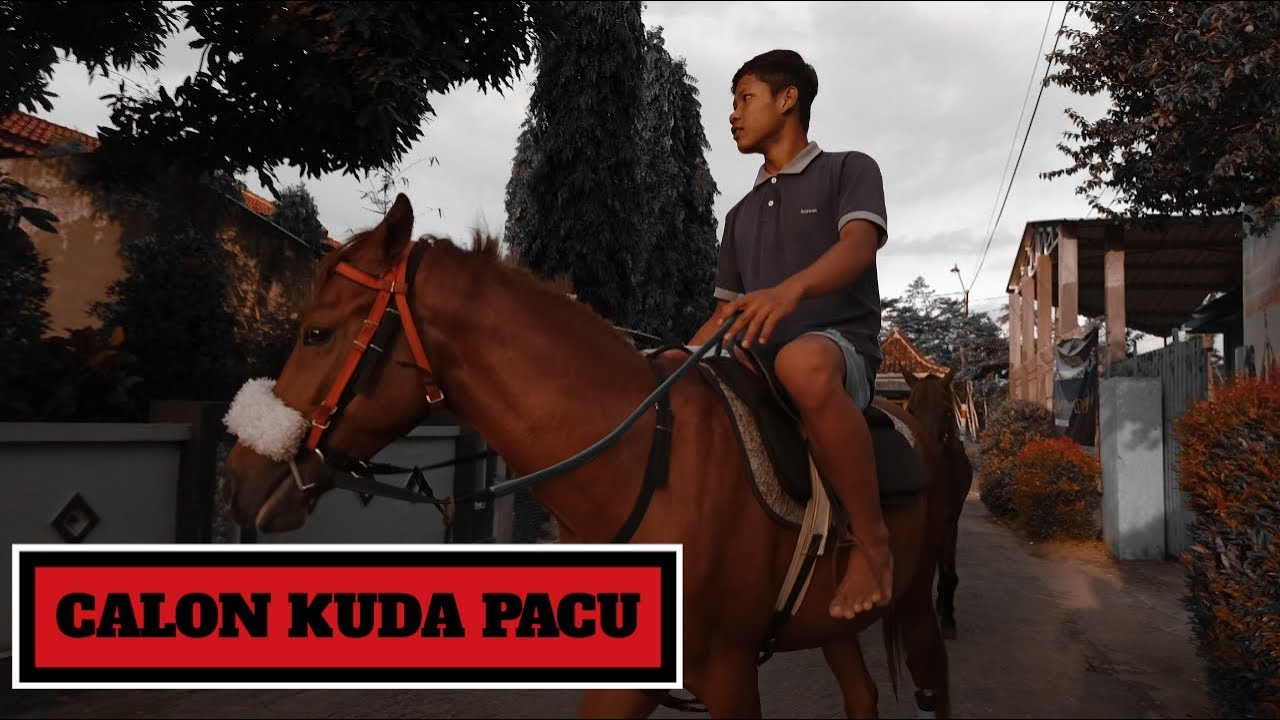 Koleksi Kuda Kuda Bahagia Stable Kediri - YouTube