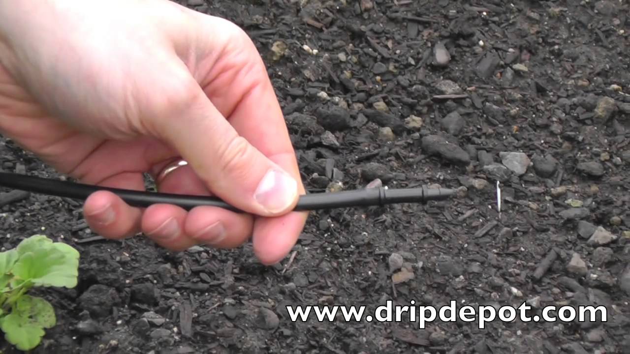 How to Use Dripline to Create a Drip Irrigation System for Trees - YouTube