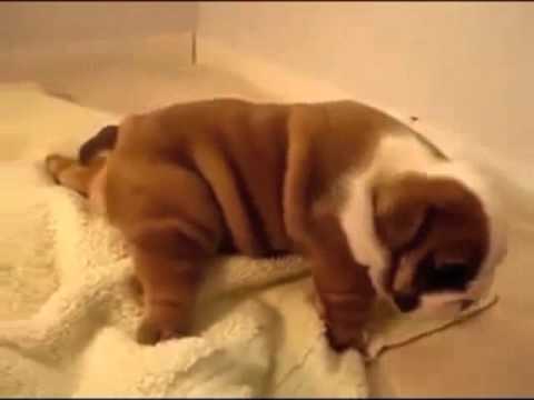 Kızgın ama emekleyen köpek yavrusu