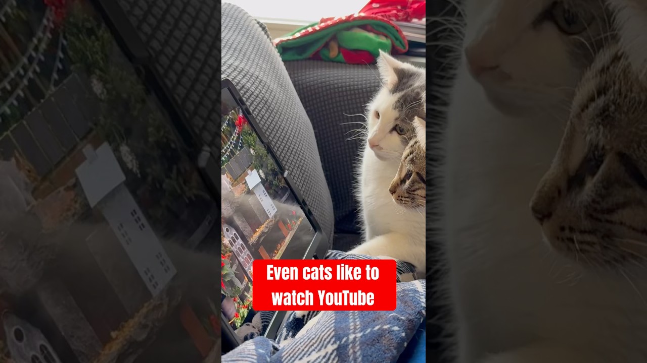 Cat tv on YouTube cats watching YouTube #cats #funnycats - YouTube
