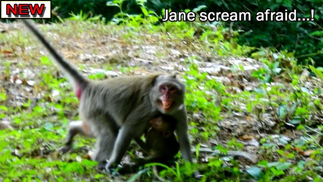 Jane scream crying afraid...Pregnant Jane hug Janna escape from nasty ...