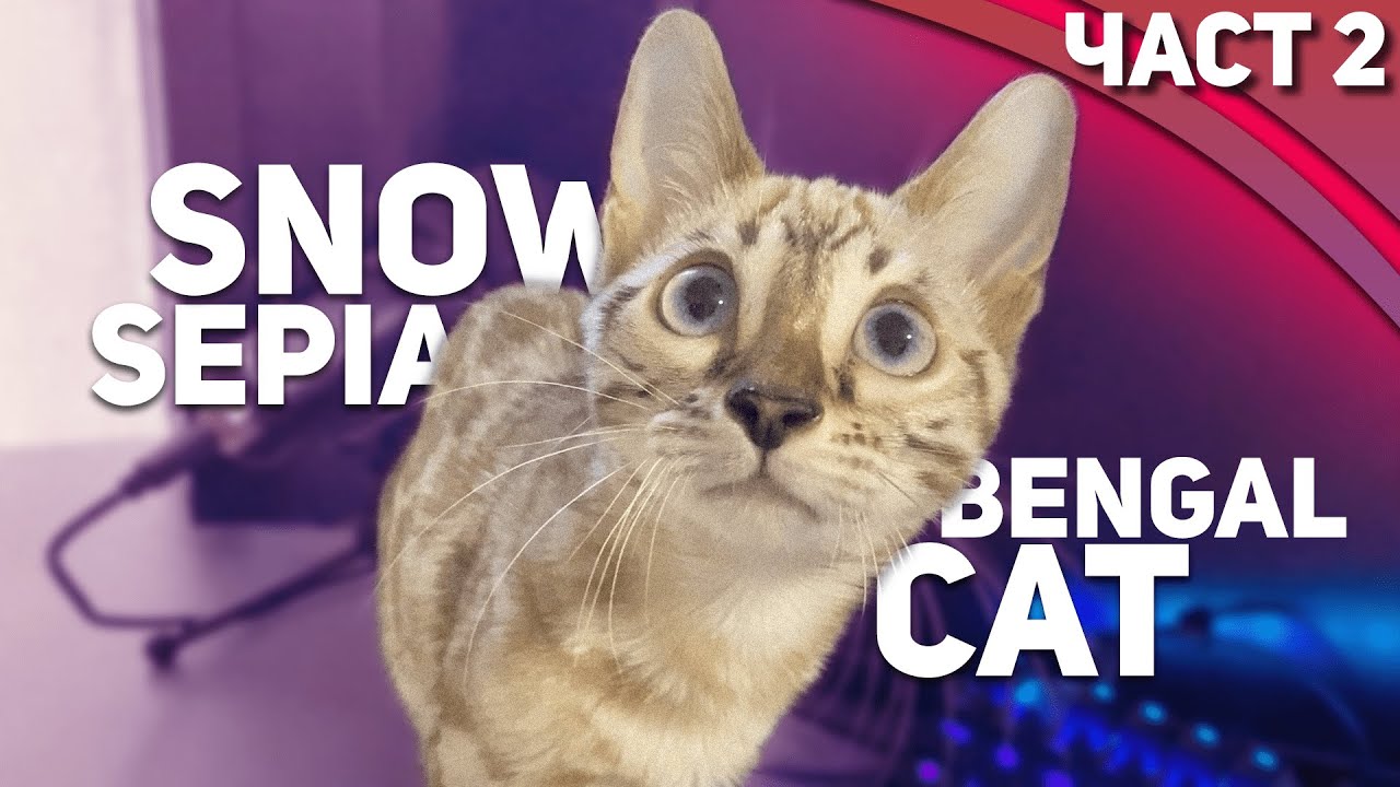 ПЪРВОНАЧАЛЕН РАЗХОД ЗА SNOW SEPIA BENGAL CAT 🐱 - Какво и взех още преди ...
