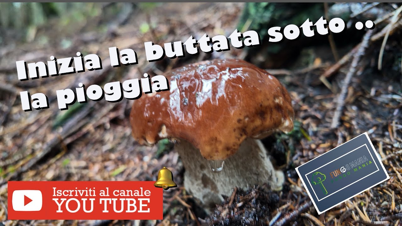 BUTTATA EPICA SOTTO LA PIOGGIA! Funghi a raffica in Valtellina – 26 ...