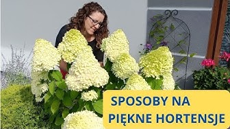 Hortensje bukietowe choroby i szkodniki - błędy w uprawie - niedobory jak zwalczać 2024 - YouTube