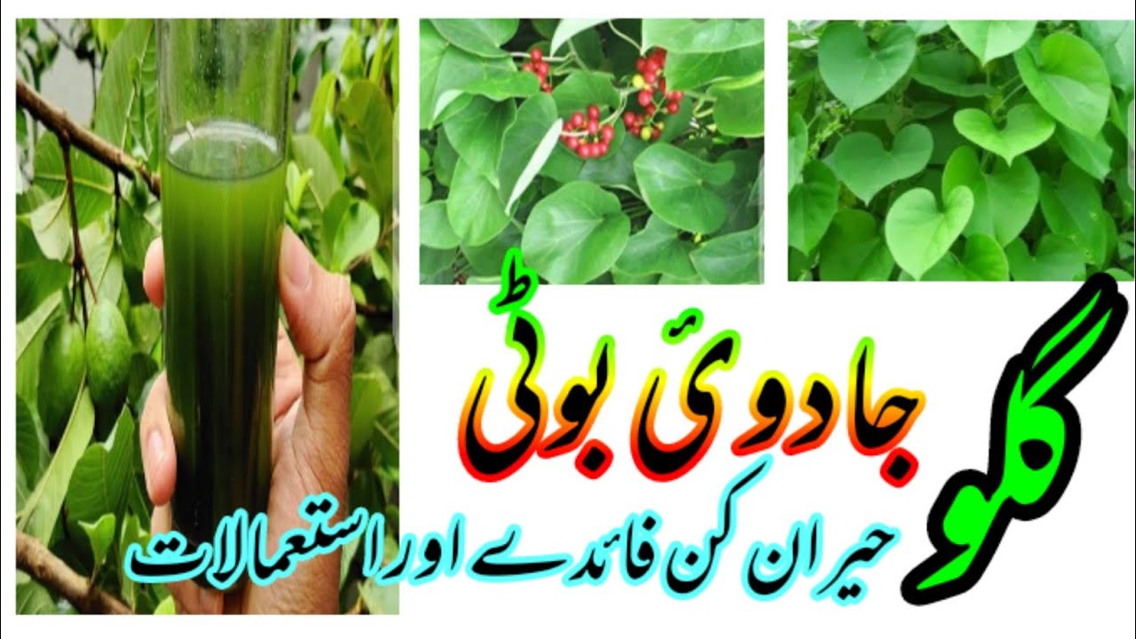 Giloy | Giloy ke Fayde | Amazing Health Benefits Of Giloy || गिलोय के ...
