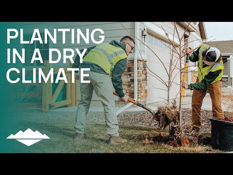 Planting In a Dry Climate | Tips & Tricks for Landscaping in Dry Areas