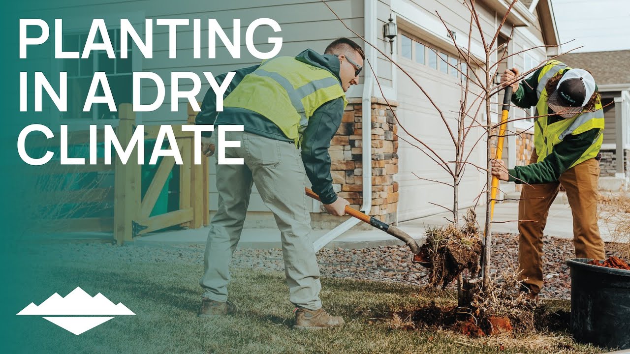 Planting In a Dry Climate | Tips & Tricks for Landscaping in Dry Areas ...