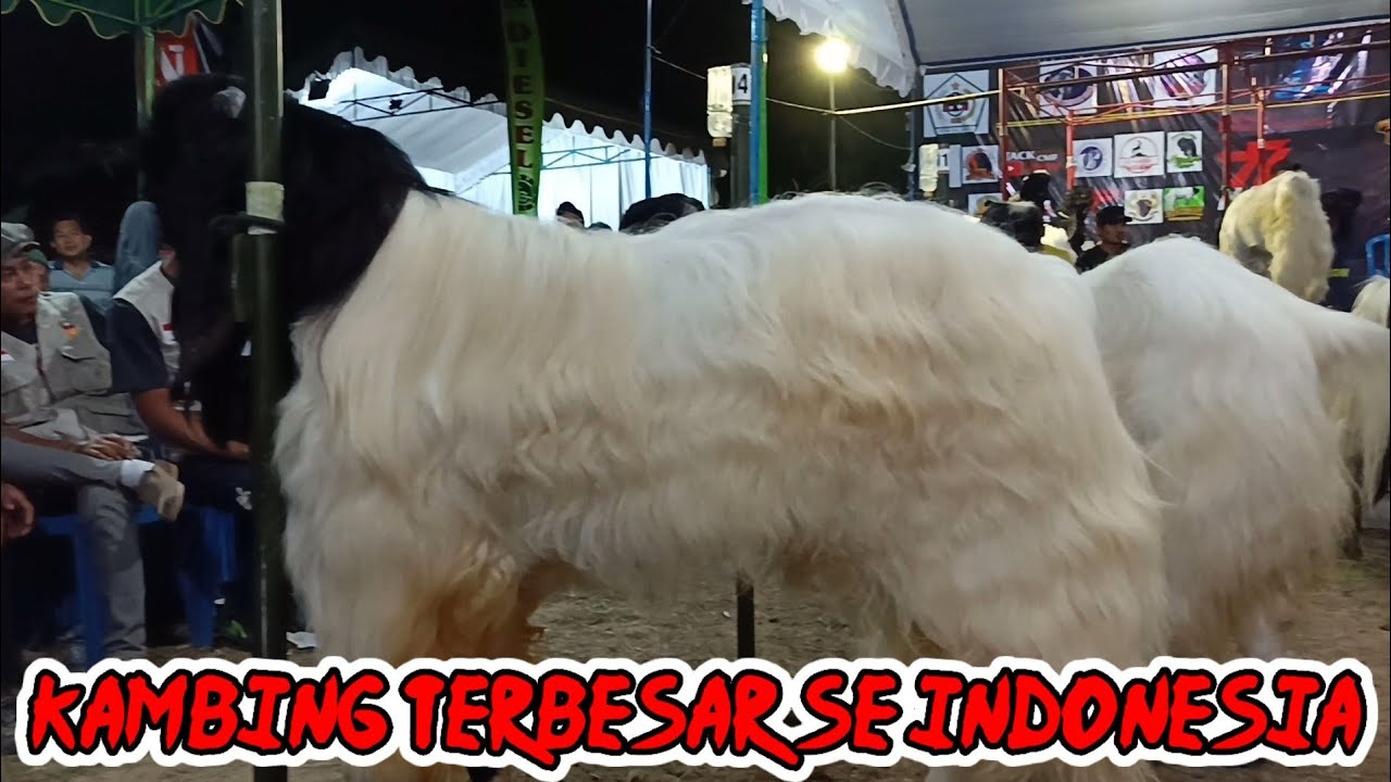 GIANT ETAWA KAMBING PE TERBESAR ADA DISINI - YouTube