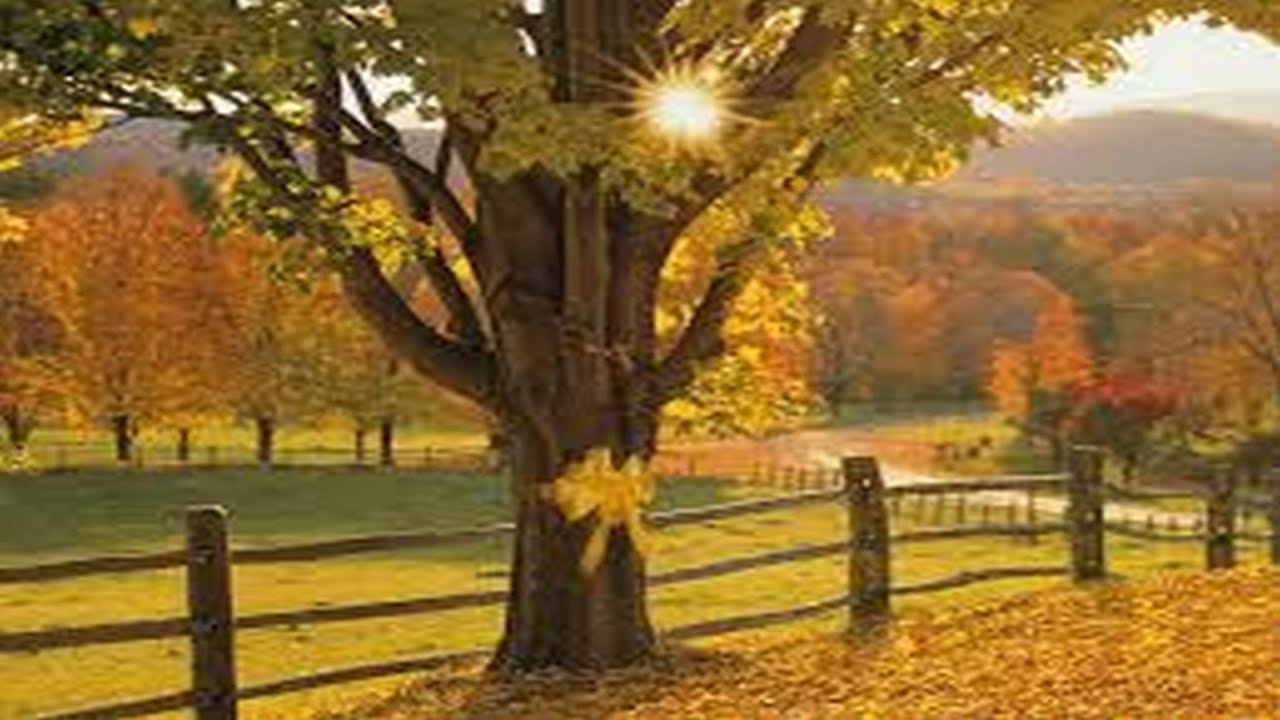 Tie a Yellow Ribbon Round the Ole Oak Tree - [Cover] Dawn & Tony ...