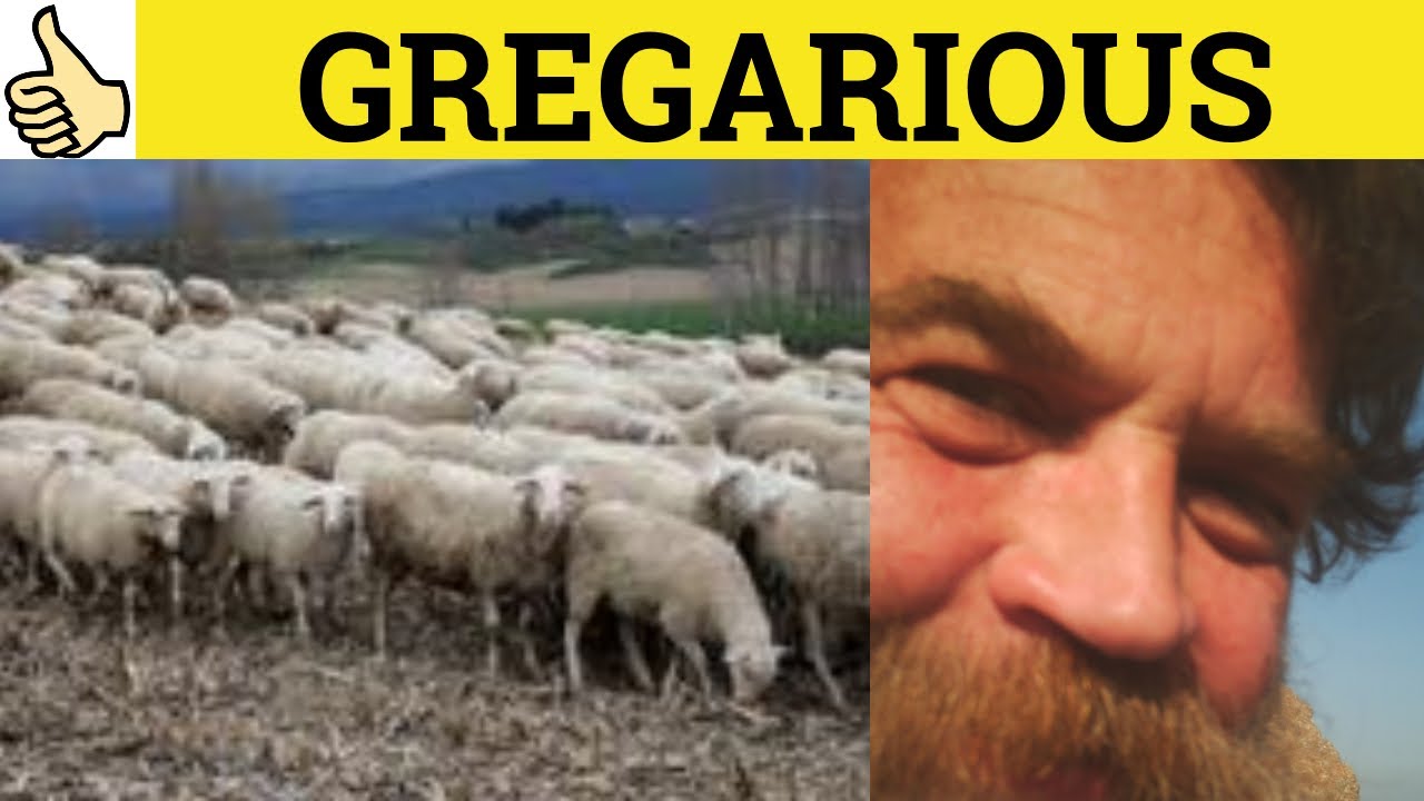 🔵Gregarious - Gregarious Meaning - Gregarious Examples - Gregarious ...