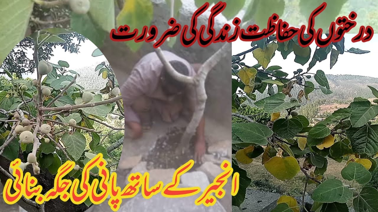 Anjir ka darakht||fig tree farming||village simple life||tree ...