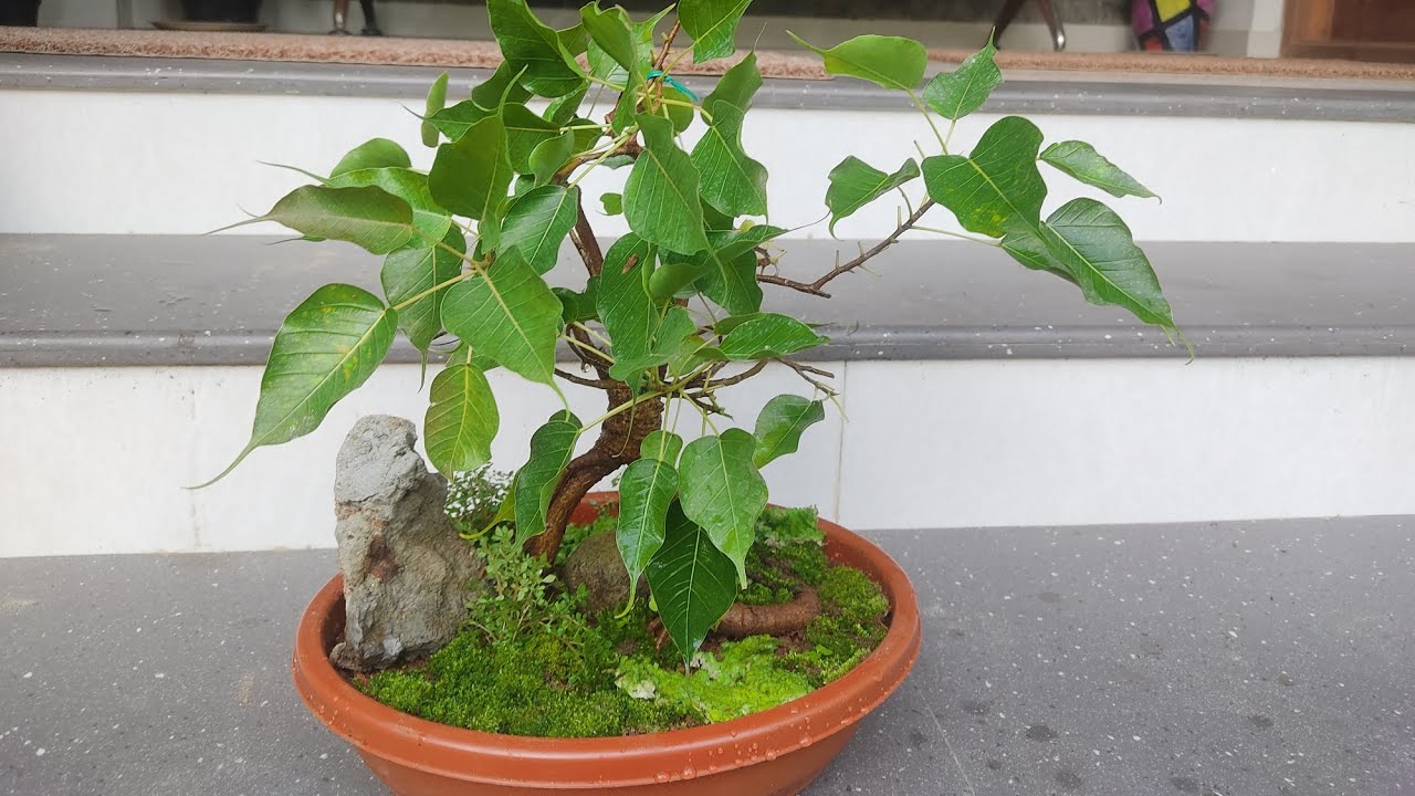 our 16 years old bonsai pruning & repotting video( sacred fig or ...