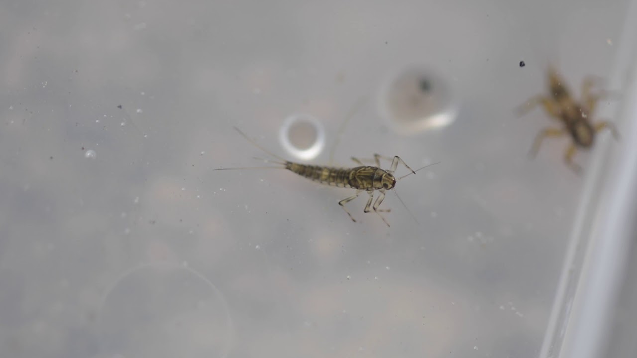 Mayfly Nymph 4 - YouTube