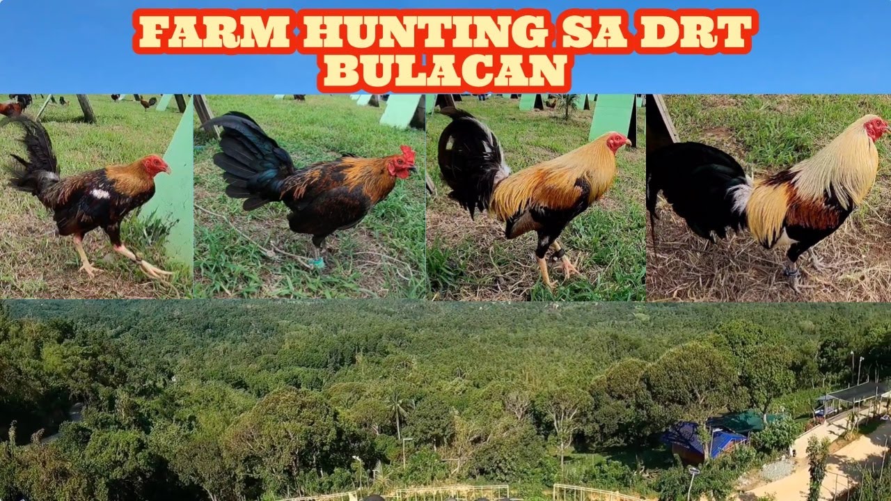 FARM HUNTING SA DRT BULACAN - YouTube