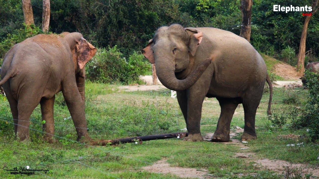 Do not block the movement of wild elephants Asian Elephant Soul - YouTube