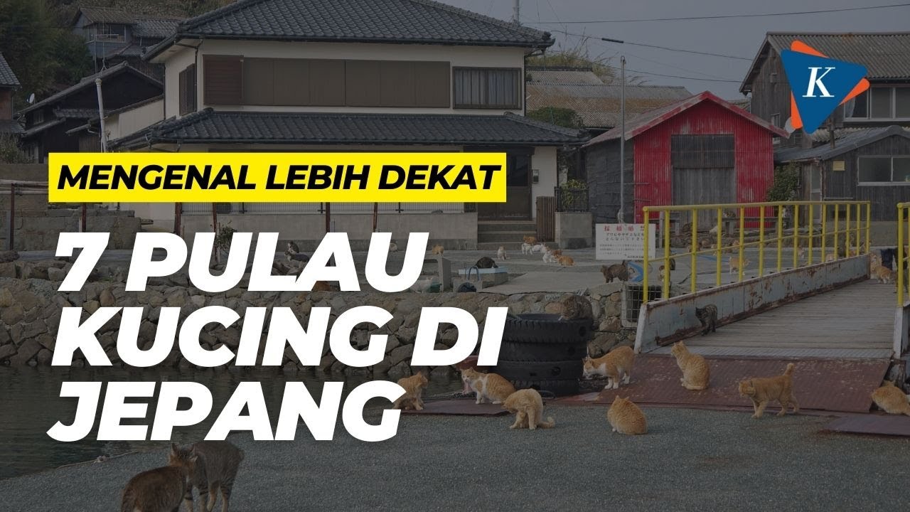 Mengenal Lebih Dekat 7 Pulau Kucing di Jepang - YouTube