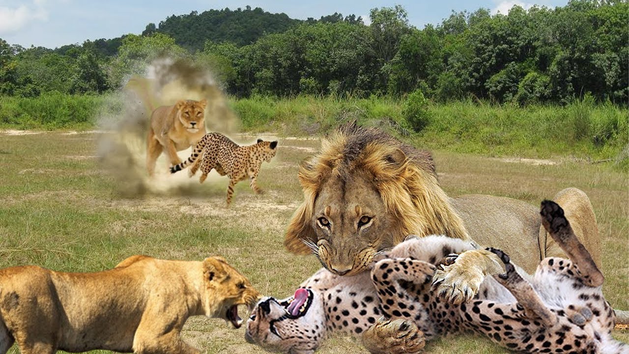 Lion And Leopard Fight Fiercely To Protect Their Cubs. Which One Will ...