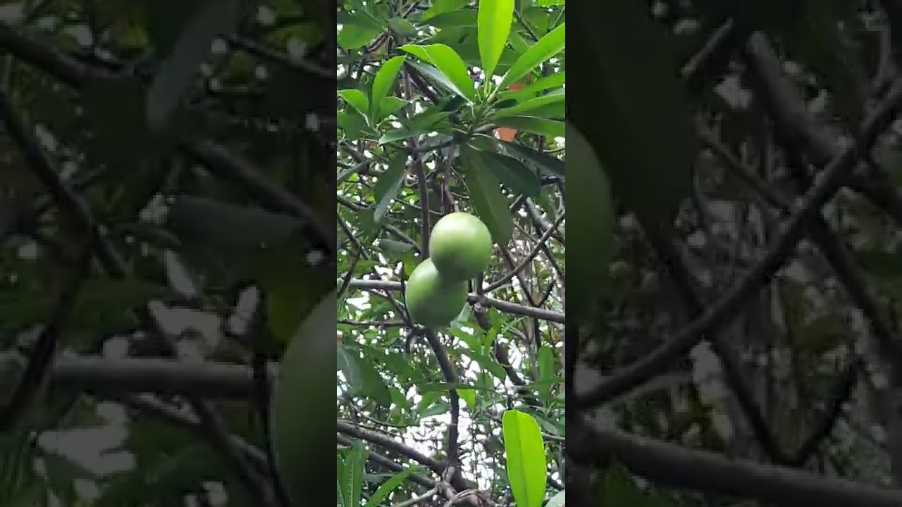 (CERBERA) PONG PONG OR BUTA BUTA FRUITS #shortvideo - YouTube