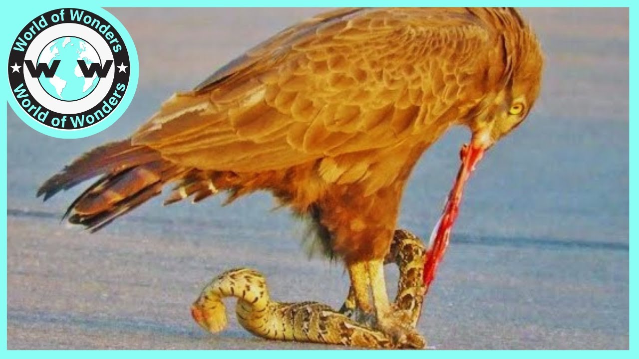AMAZING Buzzard Gives All It Has To Fight Snake - Animal Fight - YouTube