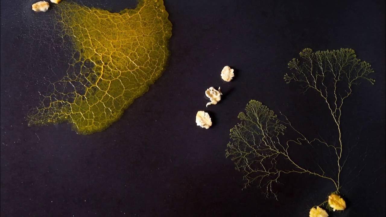 The Physarum Experiments, Study No.024: Interspecies Encounter - YouTube