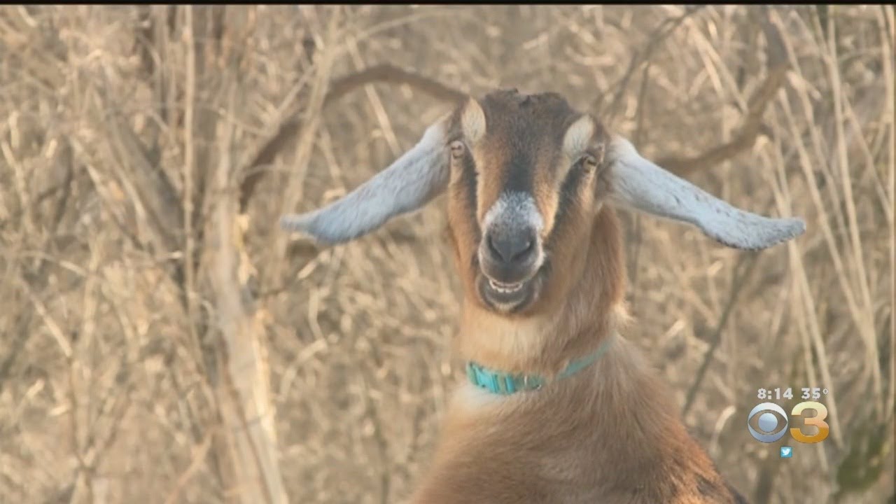 Goat Named Honorary Mayor Of Fair Haven, Vermont - YouTube