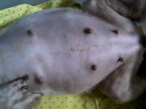 Amazing Thai Poodle.3gp